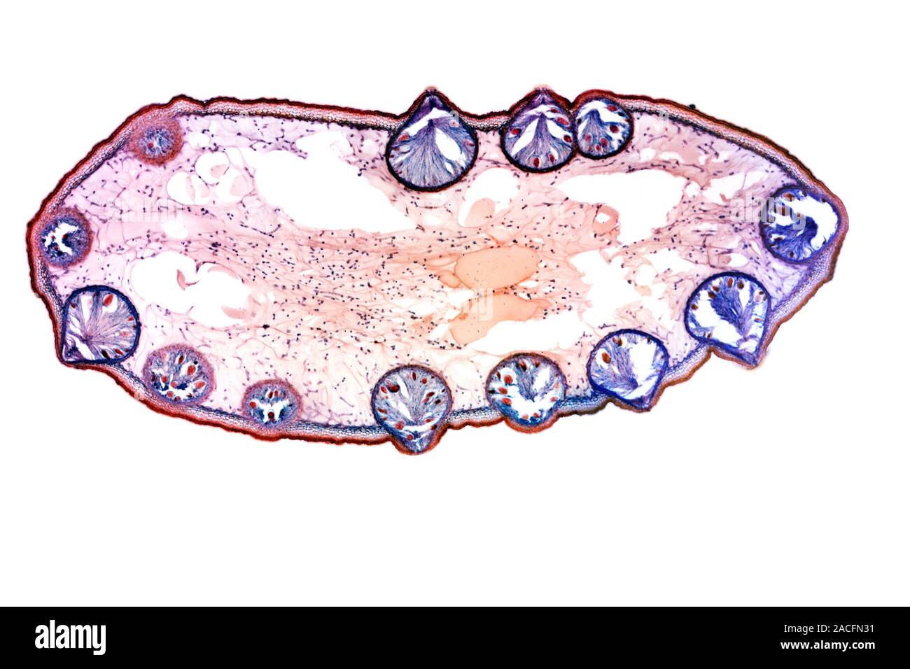 Bladder wrack, light micrograph. Transverse section through a strand of ...
