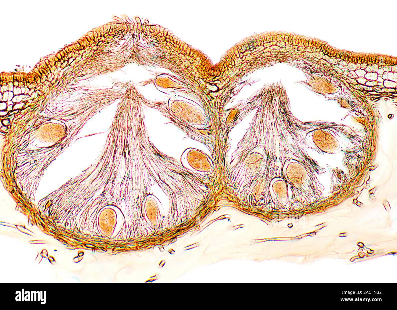 Fucus Under Microscope
