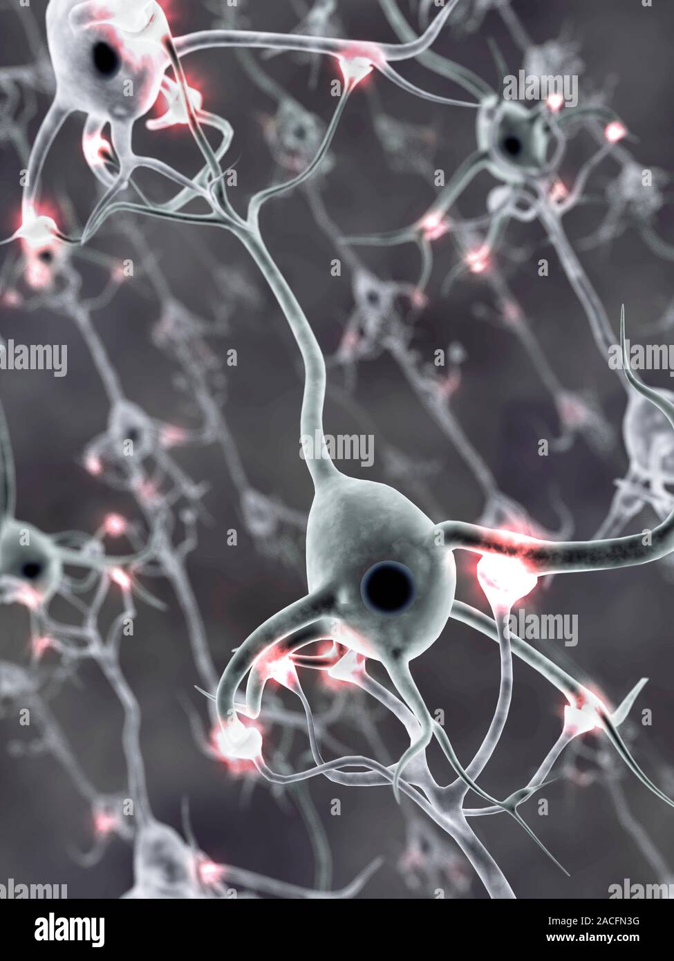 Neural network. Computer artwork of several nerve cells (neurons ... Neural network. Computer artwork of several nerve cells (neurons ...