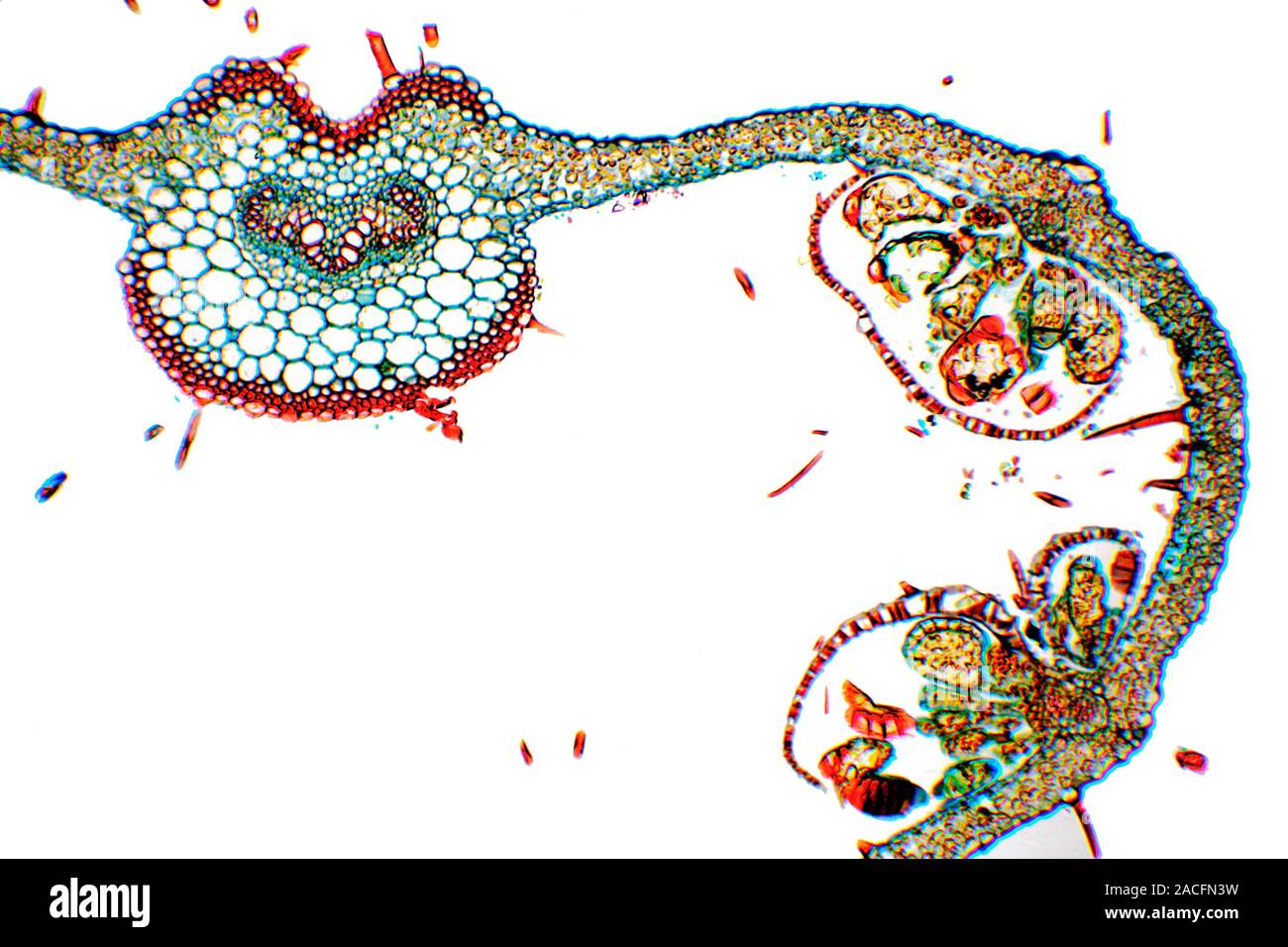 Fern frond, light micrograph. Transverse section through the frond of a ...