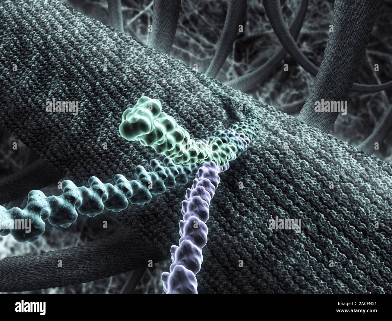 Collagen. Computer artwork showing the structure of collagen fibres ...