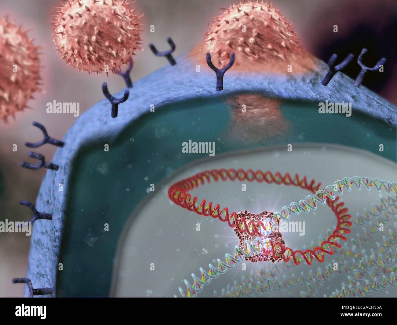 Retrovirus replication. Computer artwork showing a retrovirus (brown ...