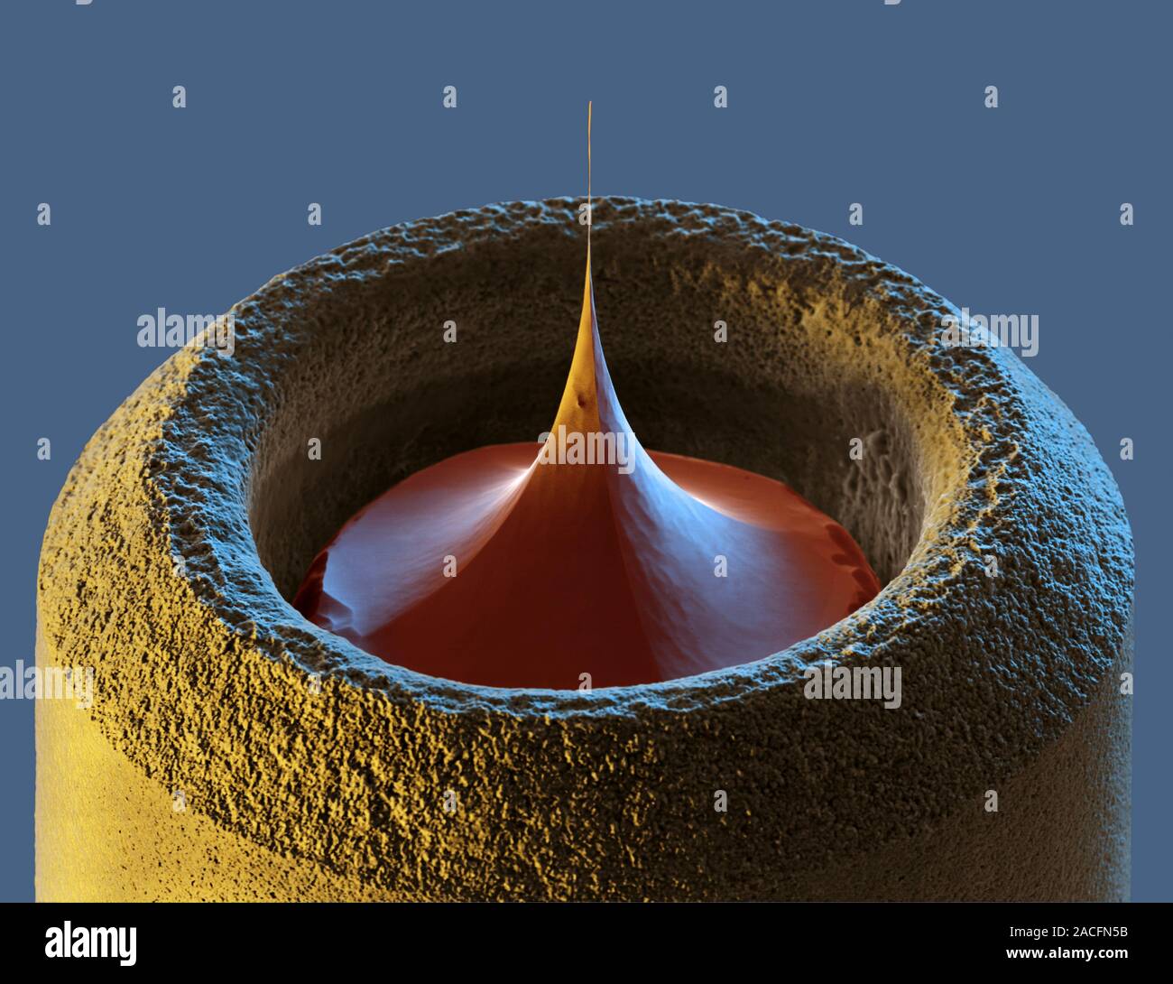 Scanning electron microscope cathode. Coloured scanning electron ...