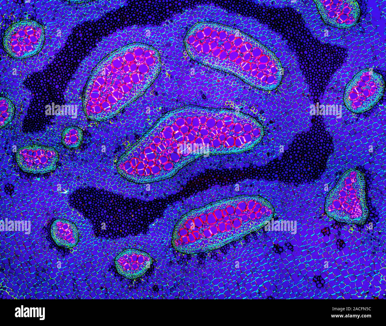 Fern rhizome, polarised light micrograph. Transverse section through ...