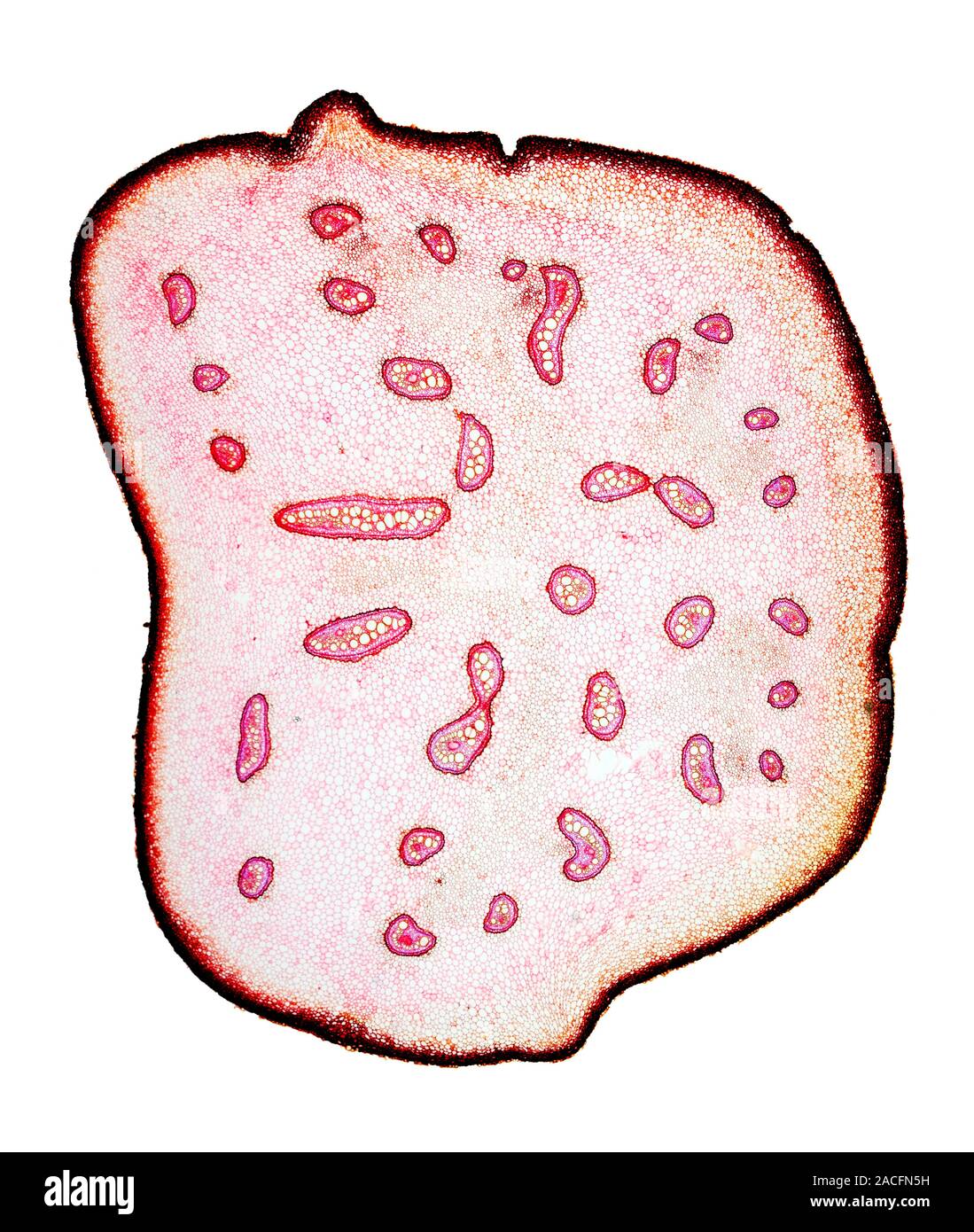 Fern stem, light micrograph. Transverse section through a rachis (stem ...