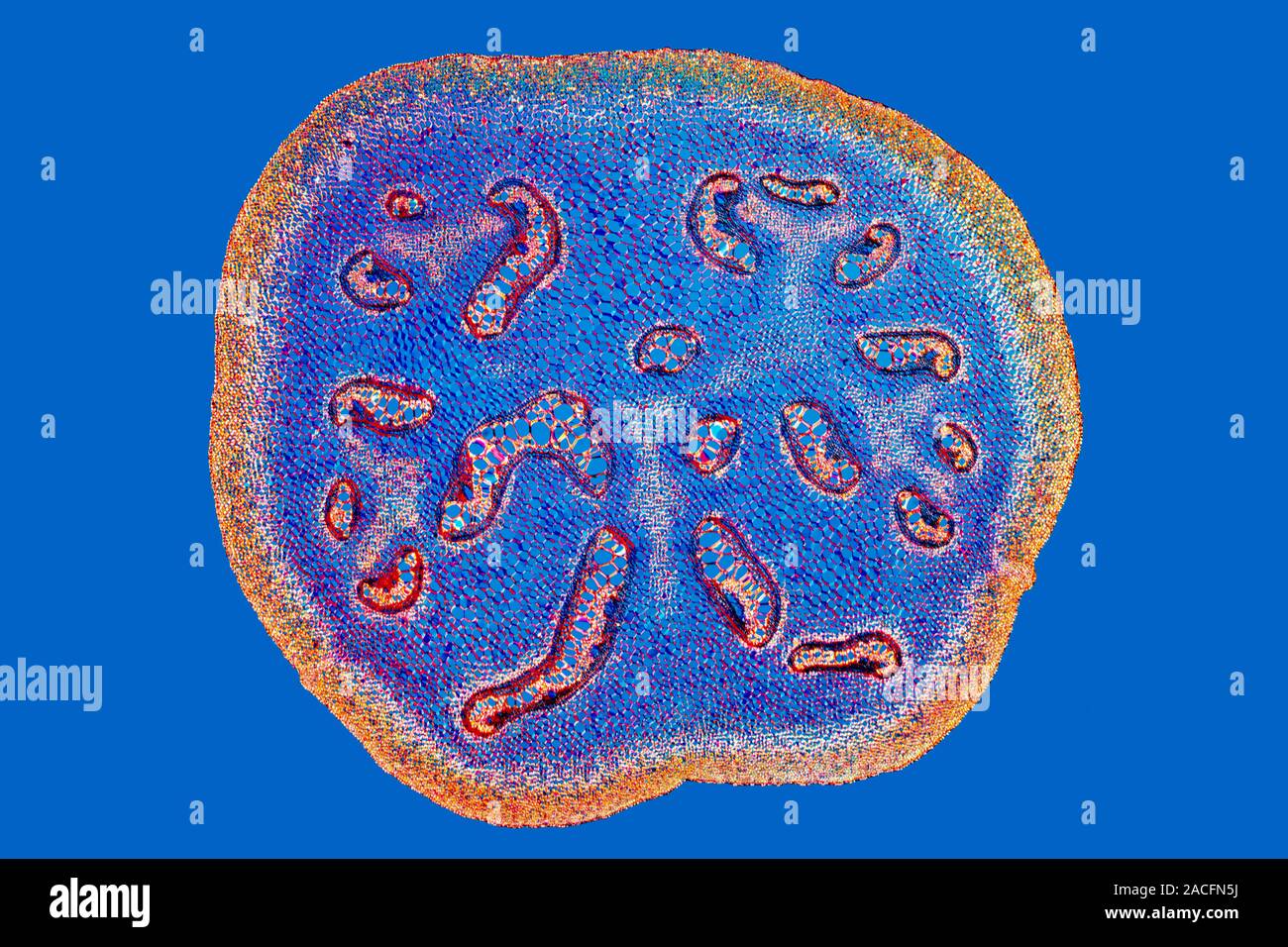 Fern stem, light micrograph. Transverse section through a rachis (stem ...