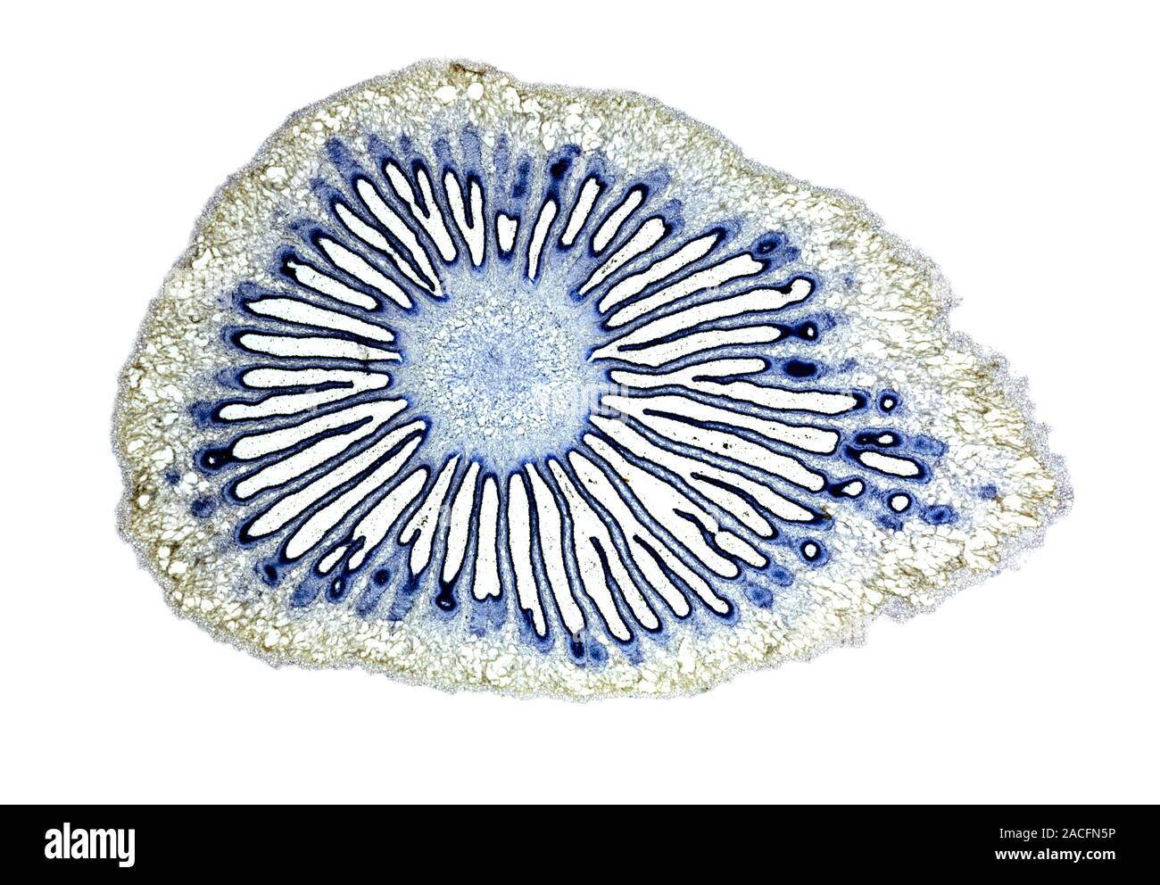 Mushroom gill cap, light micrograph. Transverse section through the cap ...
