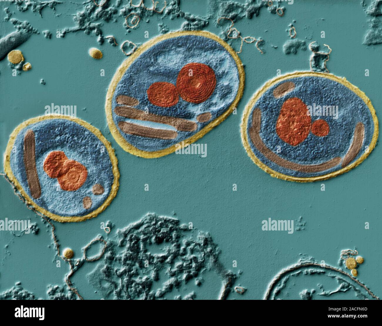 Spore-forming parasites. Coloured transmission electron micrograph (TEM ...