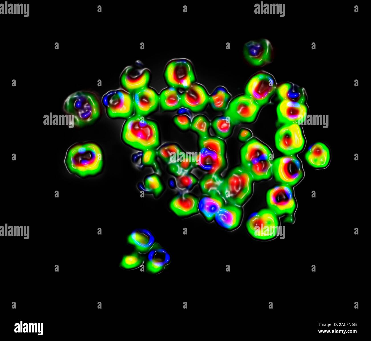 Escherichia coli bacteria, immunofluorescence deconvolution micrograph ...