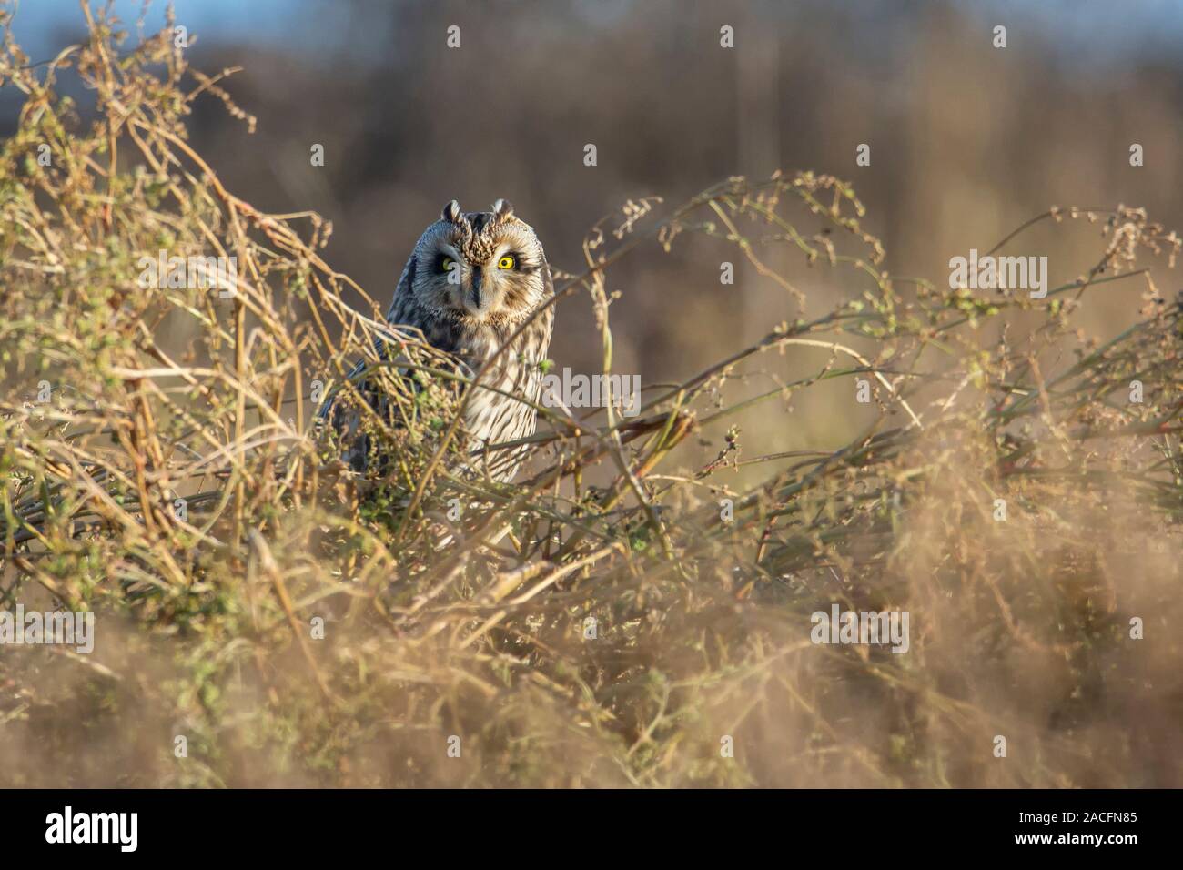 Short eared owl at Delta BC Canada Stock Photo - Alamy