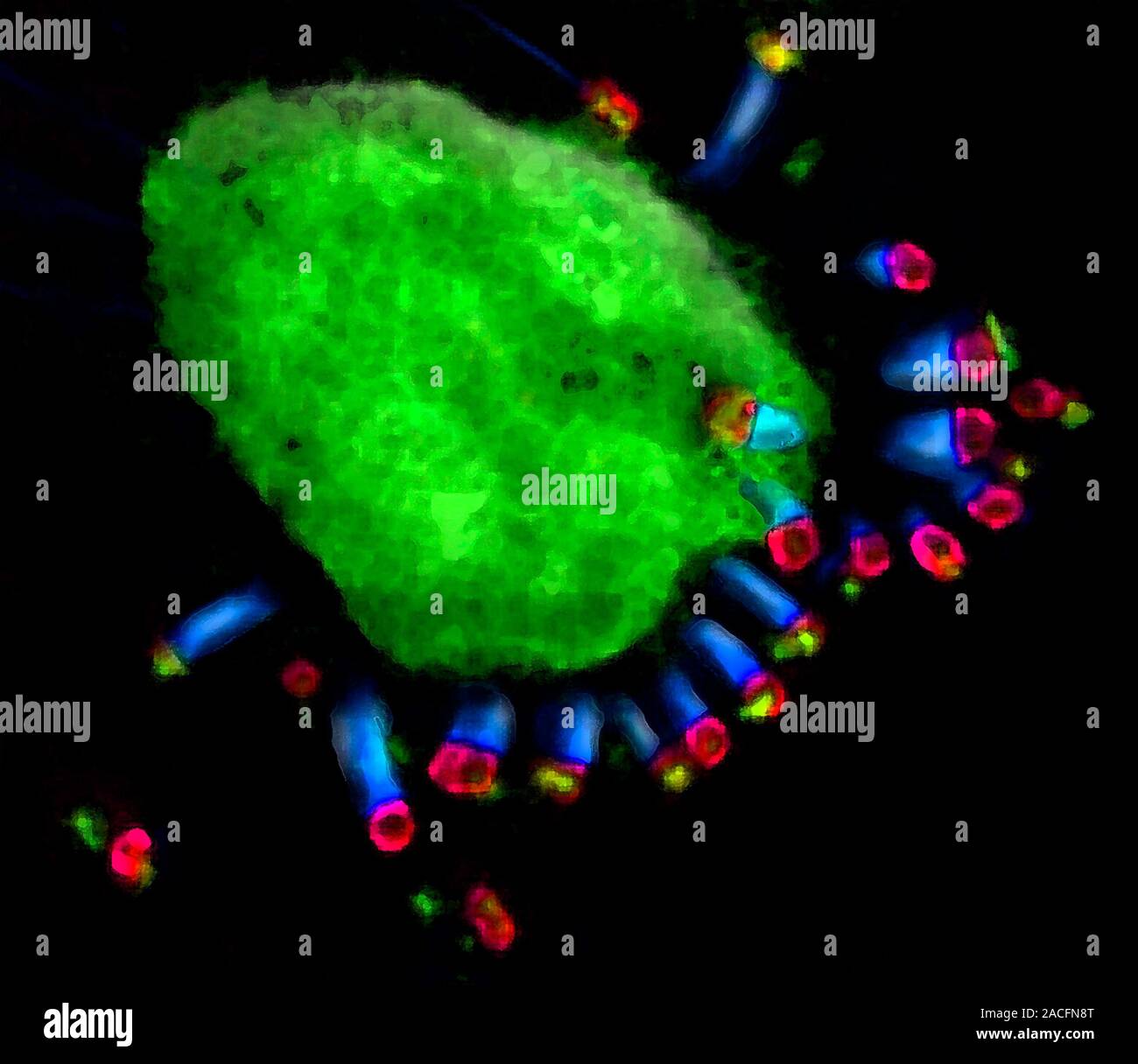 E. coli infection mechanism. Immunofluorescence deconvolution ...