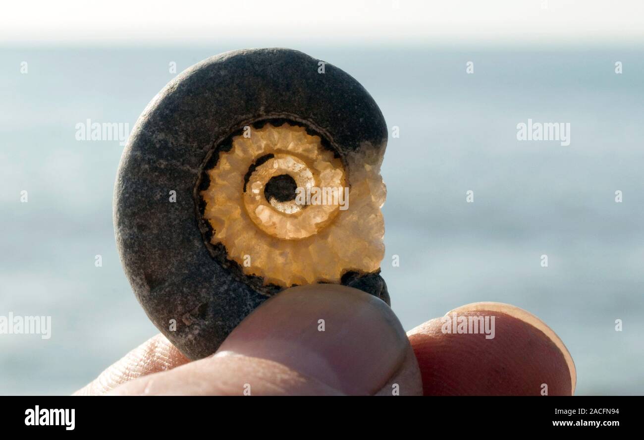 Ammonite (Promicroceras martonense) fossil preserved in calcite, held ...