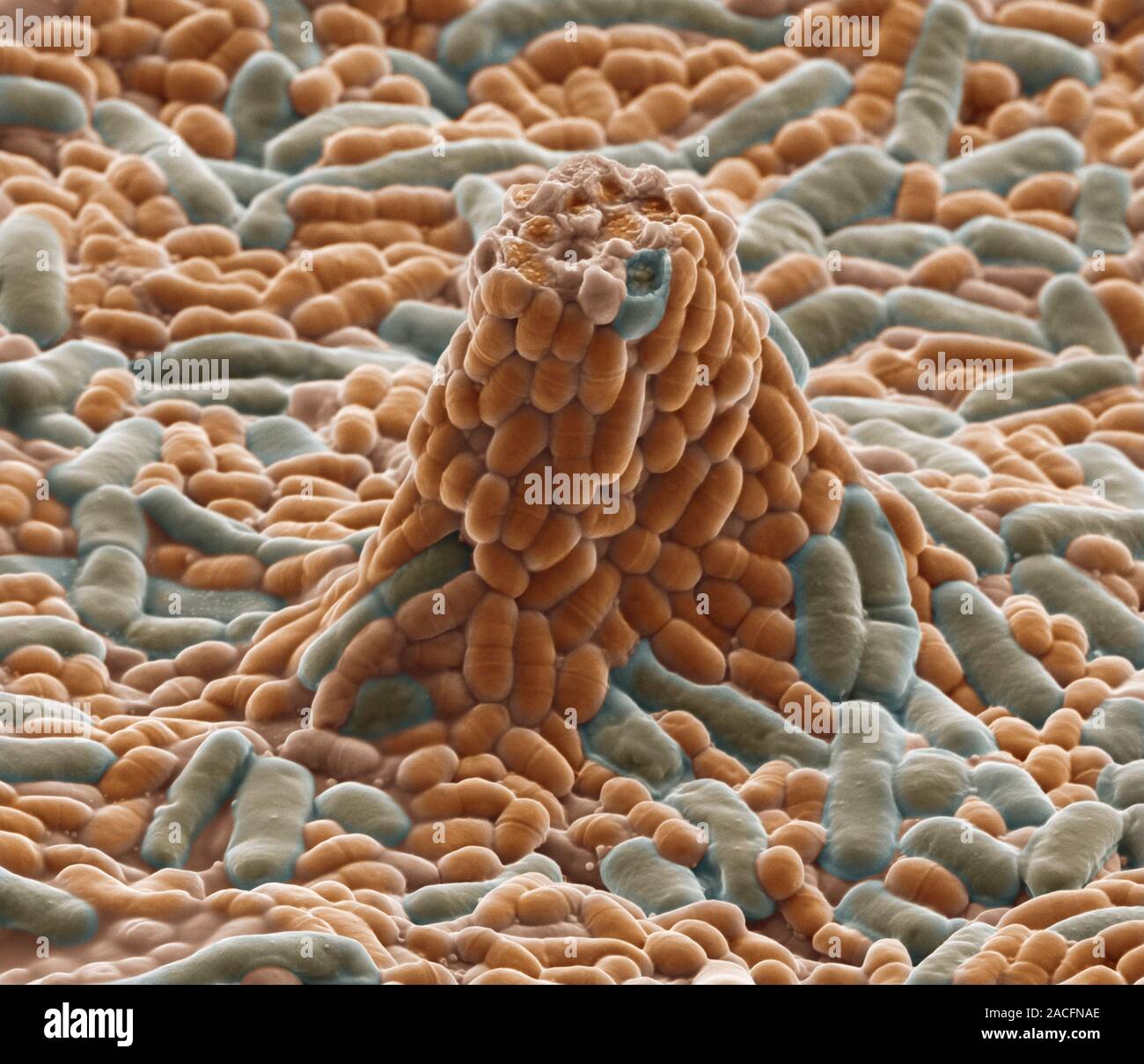 Lactobacillus paracasei bacteria, coloured scanning electron micrograph ...