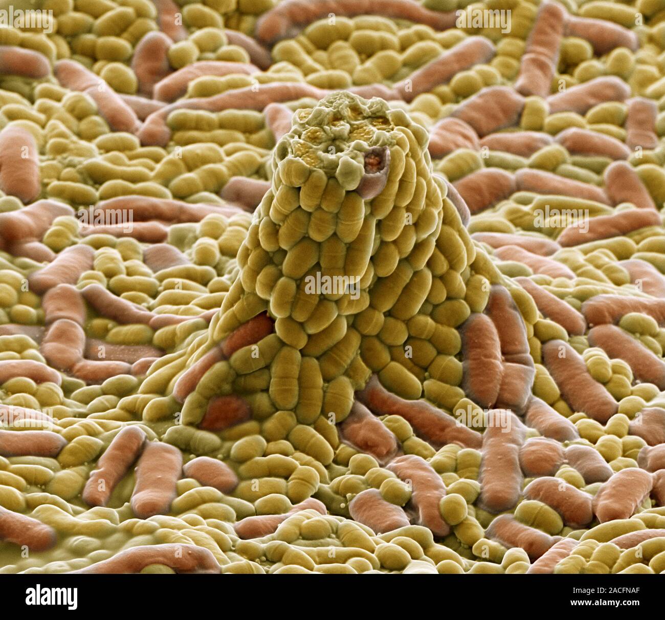 Lactobacillus paracasei bacteria (blue), coloured scanning electron ...