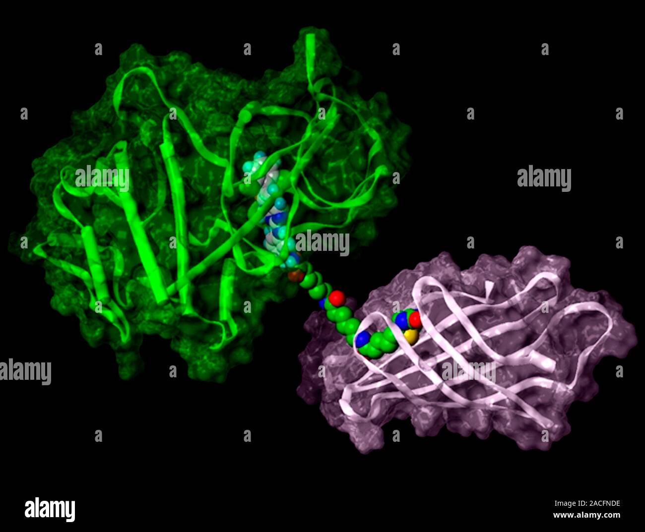 Tyrosine kinase and inhibitor molecule. Molecular model of a mammalian ...
