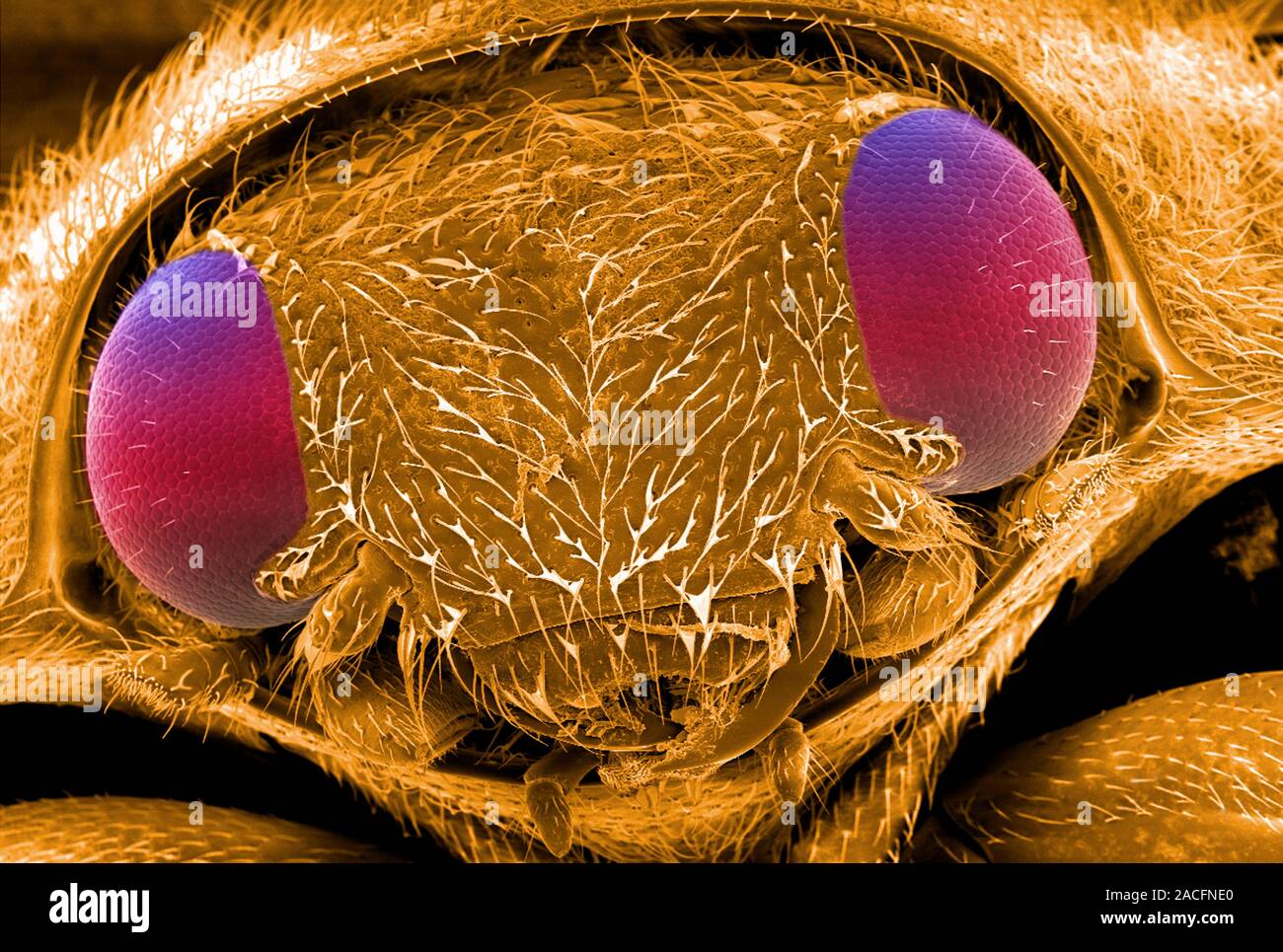 Ladybird head. Coloured scanning electron micrograph (SEM) of the head ...