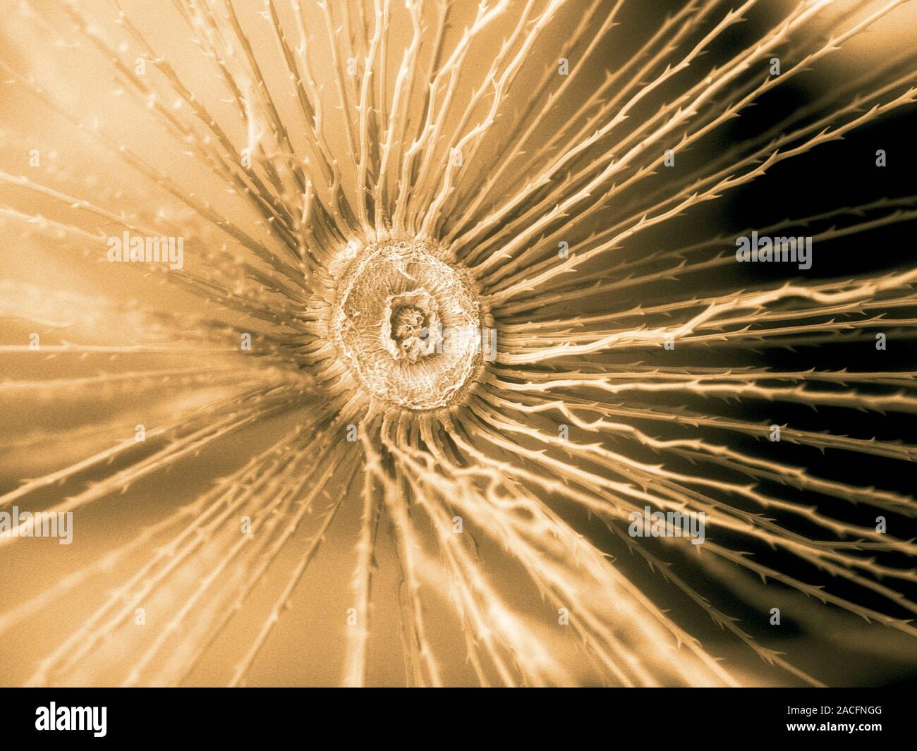 Dandelion pappus (Taraxacum officinale), coloured scanning electron ...