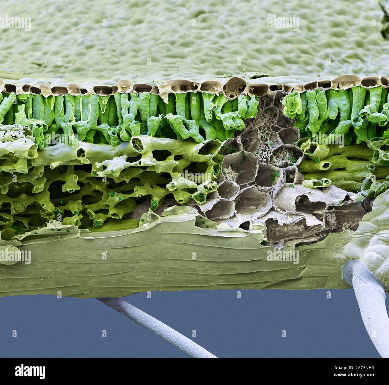 Leaf structure. Coloured scanning electron micrograph (SEM) of a ...