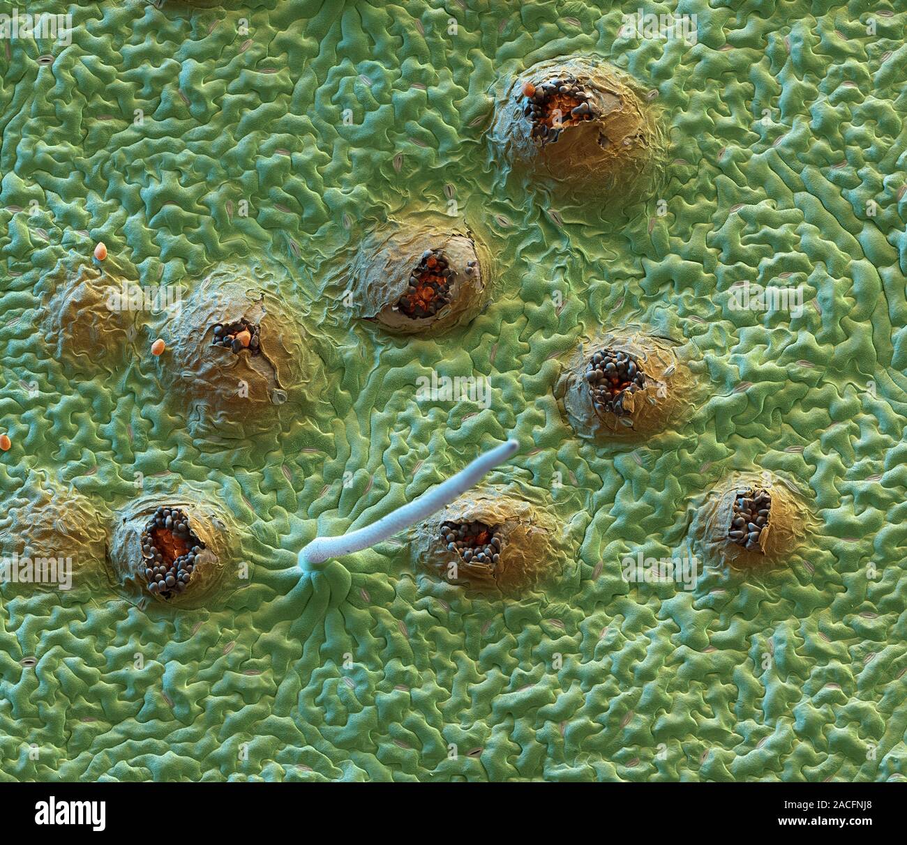Leaf infected with rust fungus. Coloured scanning electron micrograph ...