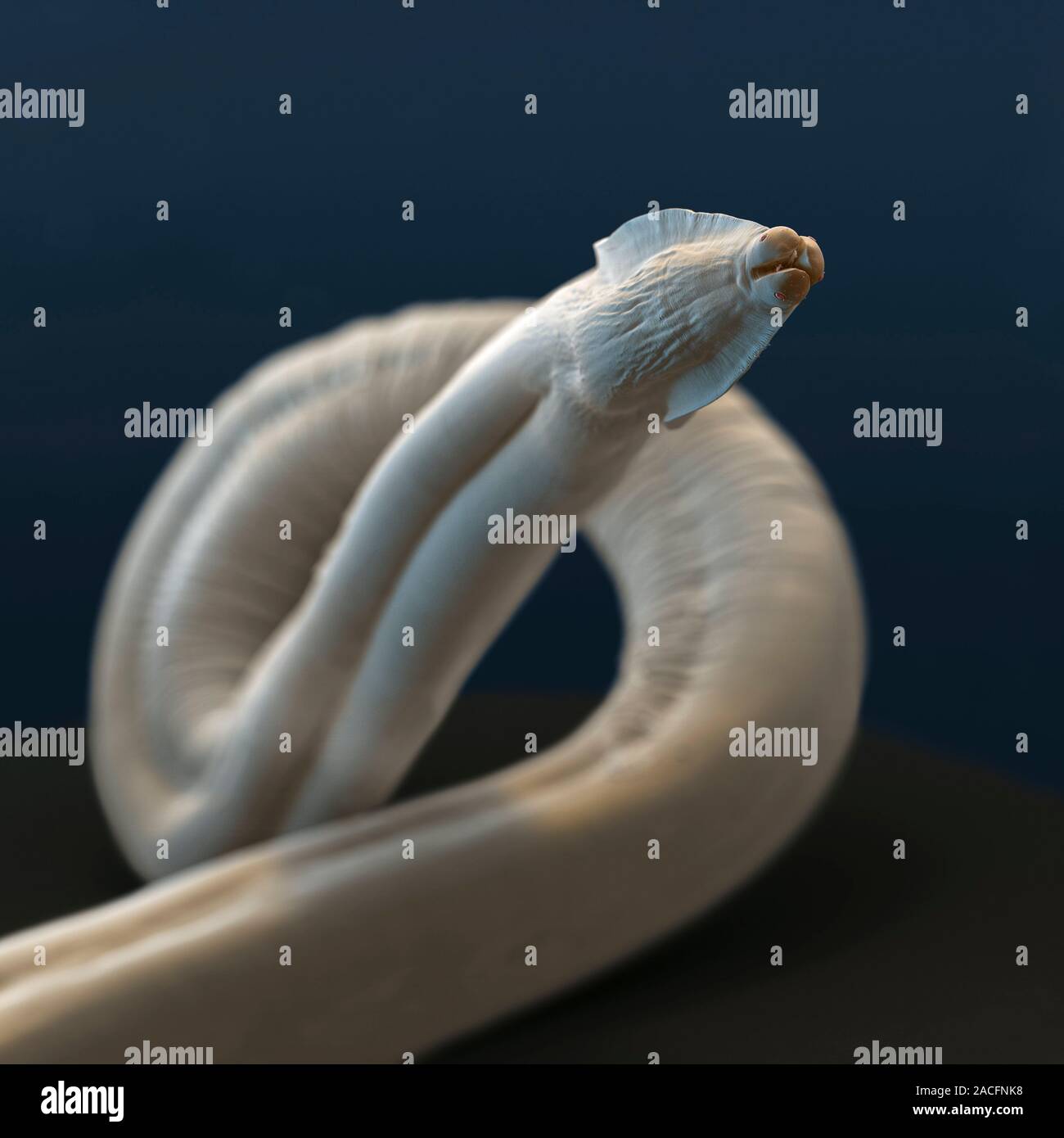 Dog roundworm. Coloured scanning electron micrograph (SEM) showing the ...