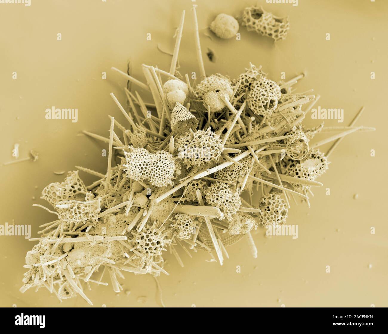 Marine protozoa shells, coloured scanning electron micrograph (SEM ...