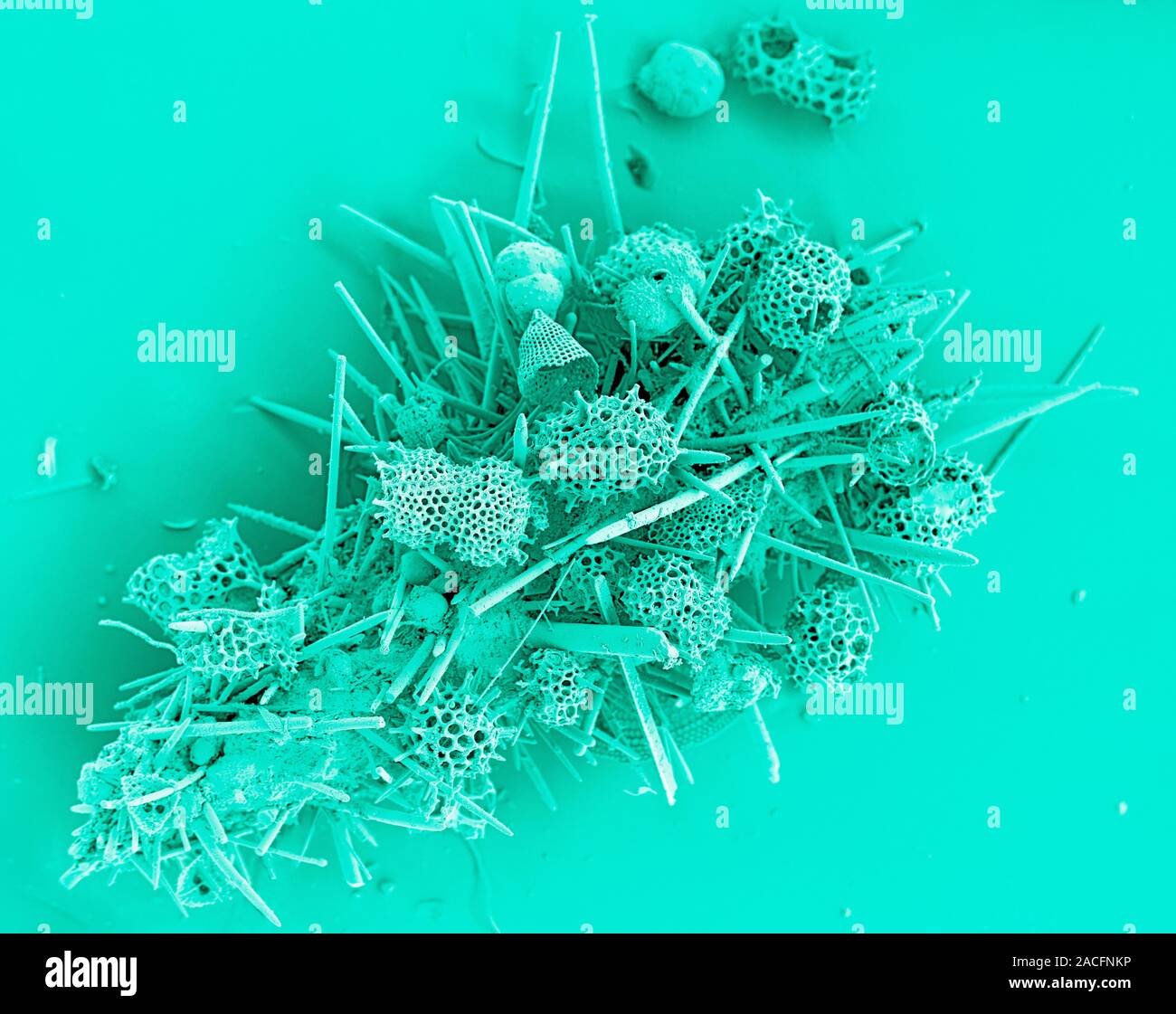 Marine protozoa shells, coloured scanning electron micrograph (SEM ...