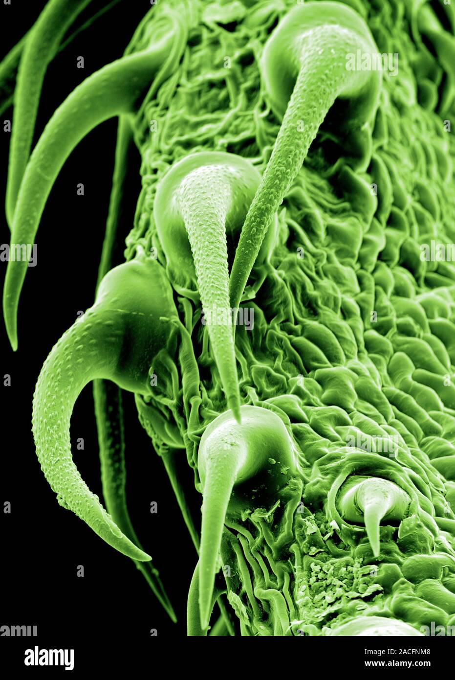 Stinging nettle (Urtica dioica) leaf trichomes, coloured scanning ...