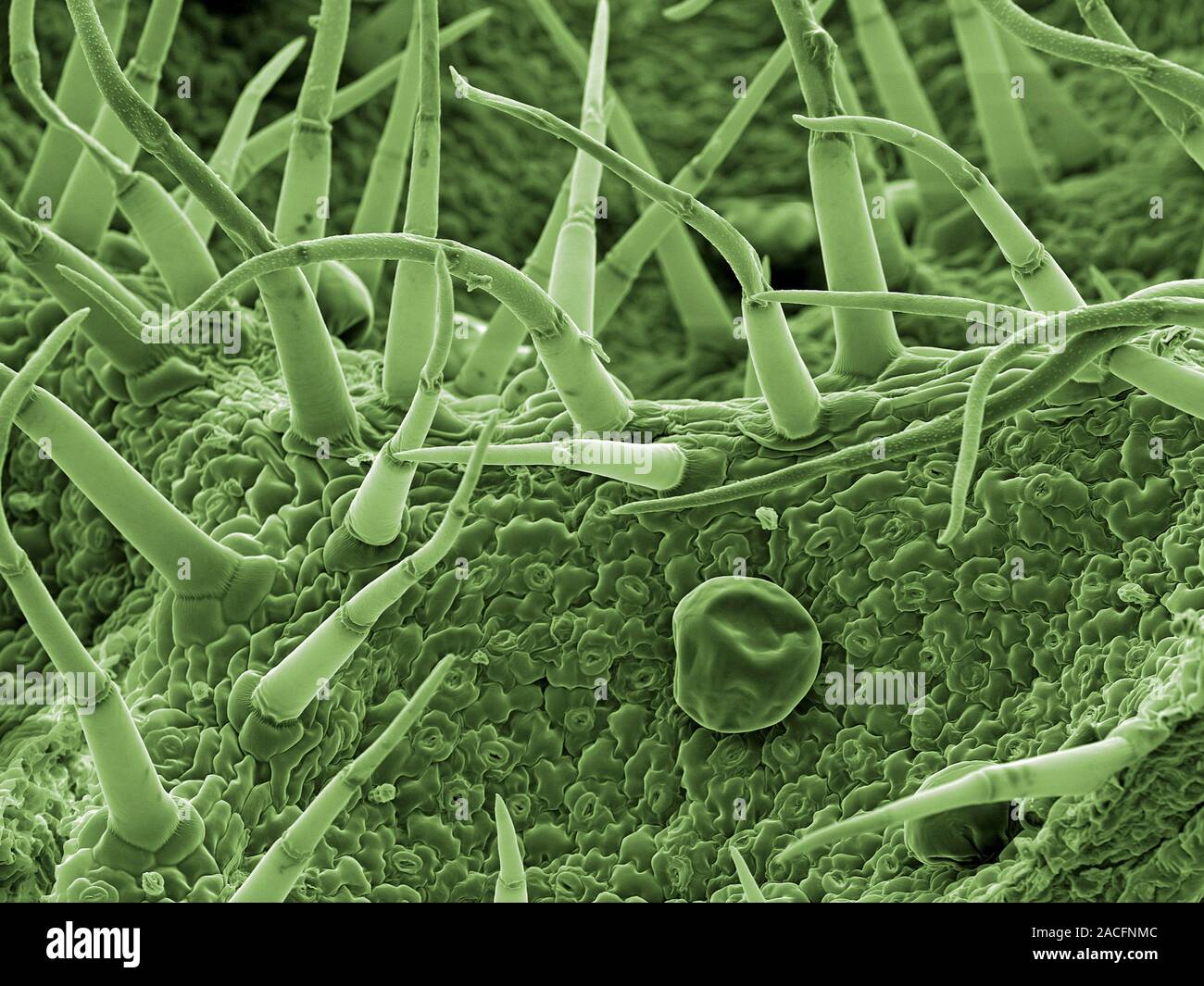 Plant Stomata Sem