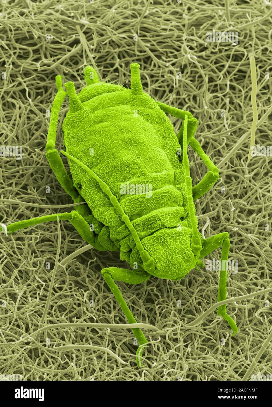 Aphid on a leaf, coloured scanning electron micrograph (SEM). Aphids ...