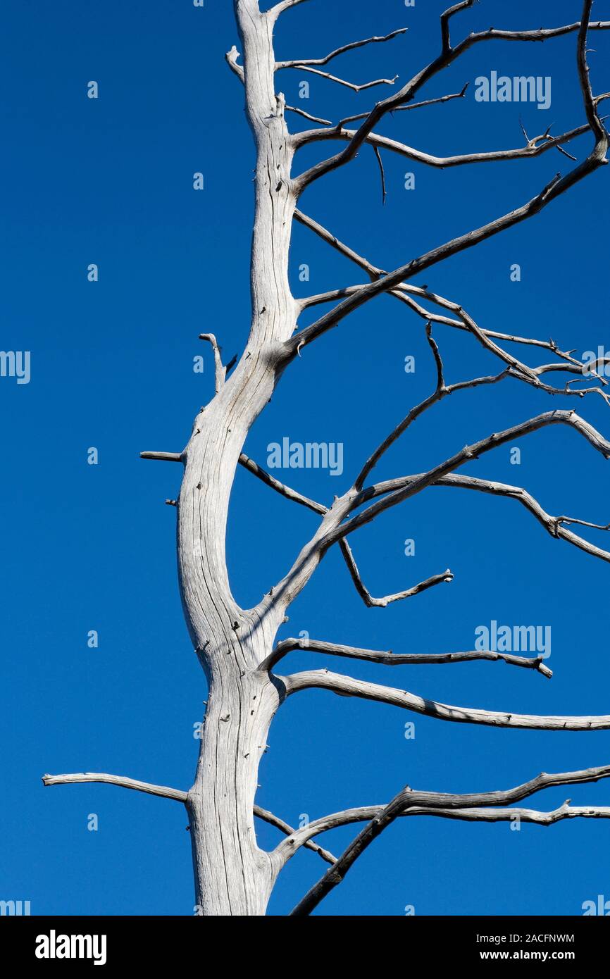 Dead pine (Pinus sp.) tree. Bleached and bark-less trunk of a pine tree ...