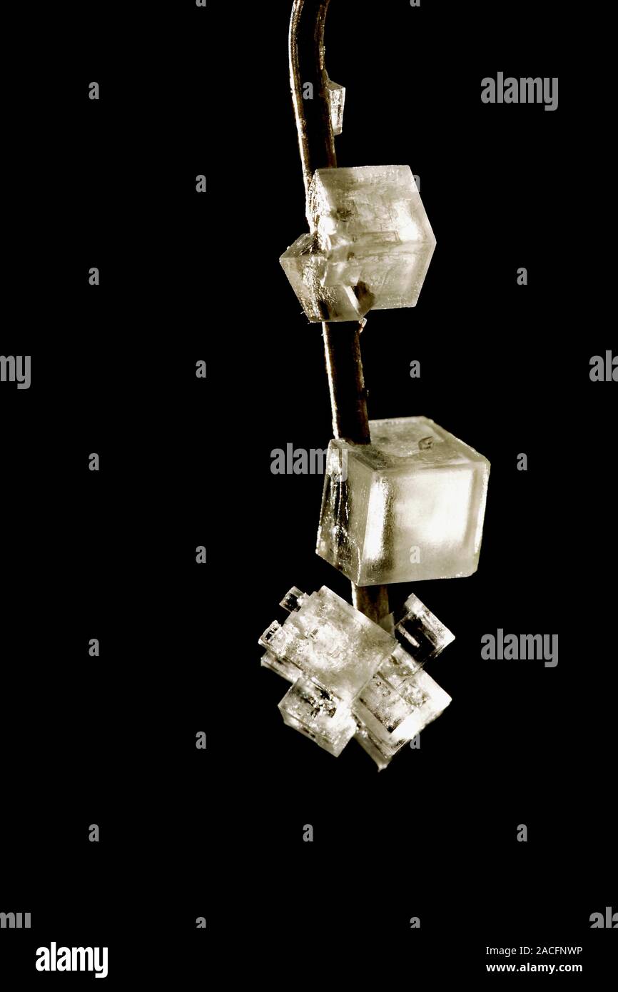 Salt crystals. Cubic crystals of salt (sodium chloride) grown by ...