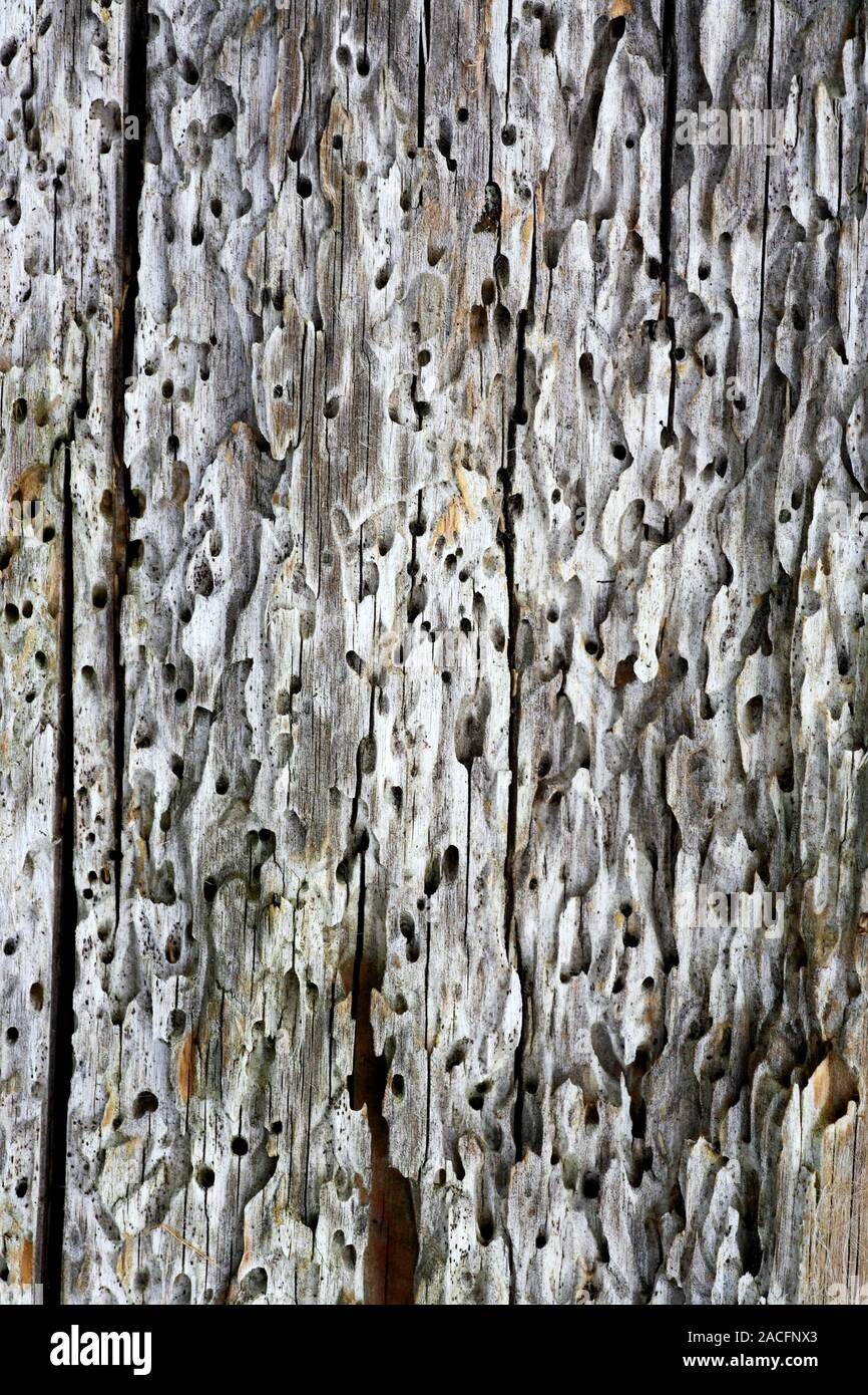 Wood borings. Holes in rotting wood formed by the naval shipworm Teredo ...