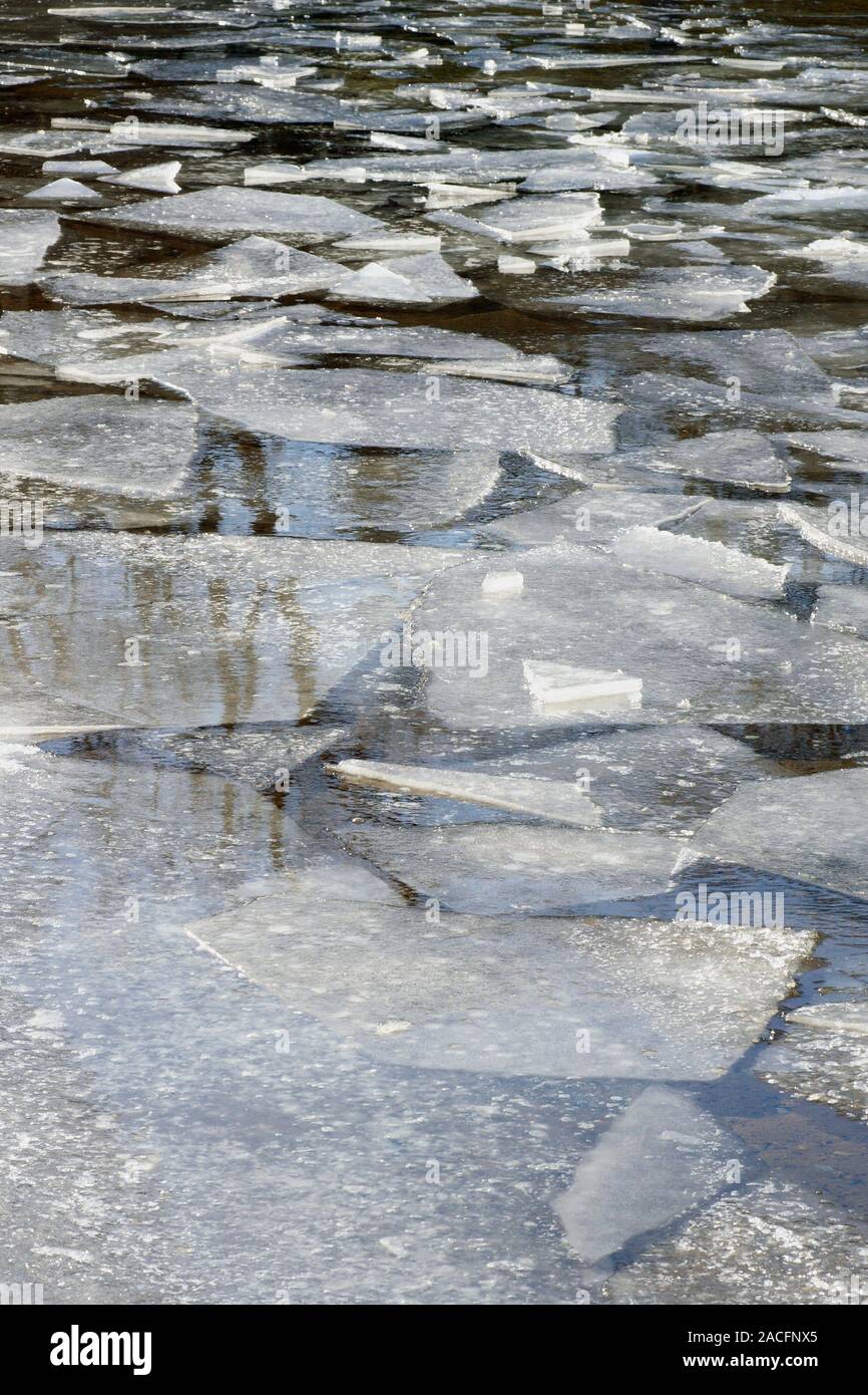 Sea-ice. This free-floating ice has formed from the break-up of a thin ...