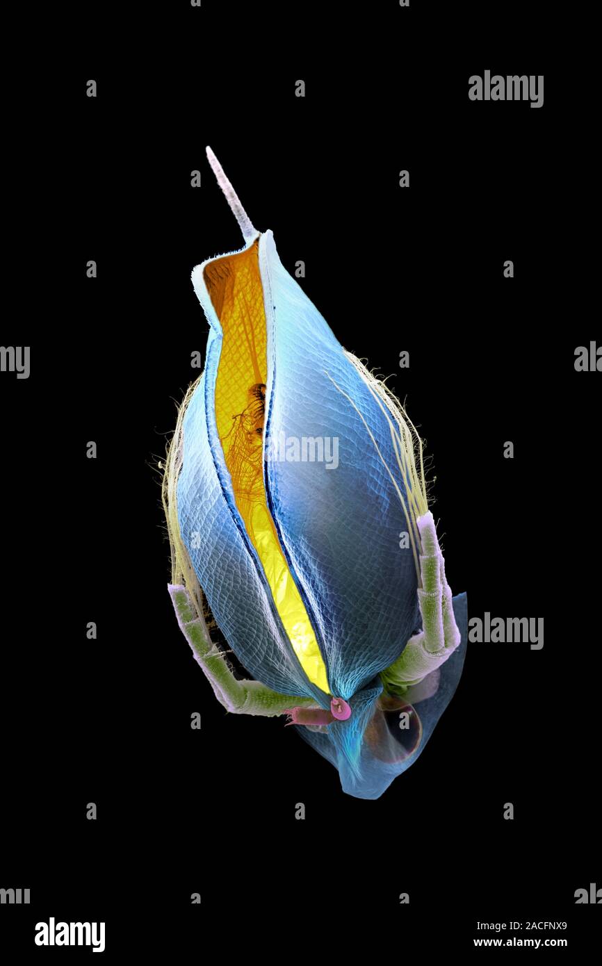 Water flea. Coloured scanning electron micrograph (SEM) of Daphnia ...