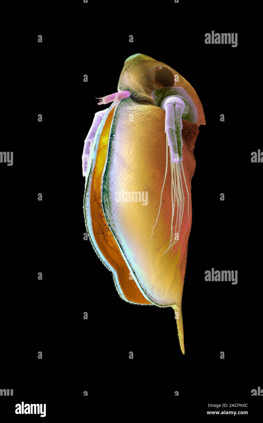 Water flea. Coloured scanning electron micrograph (SEM) of Daphnia ...