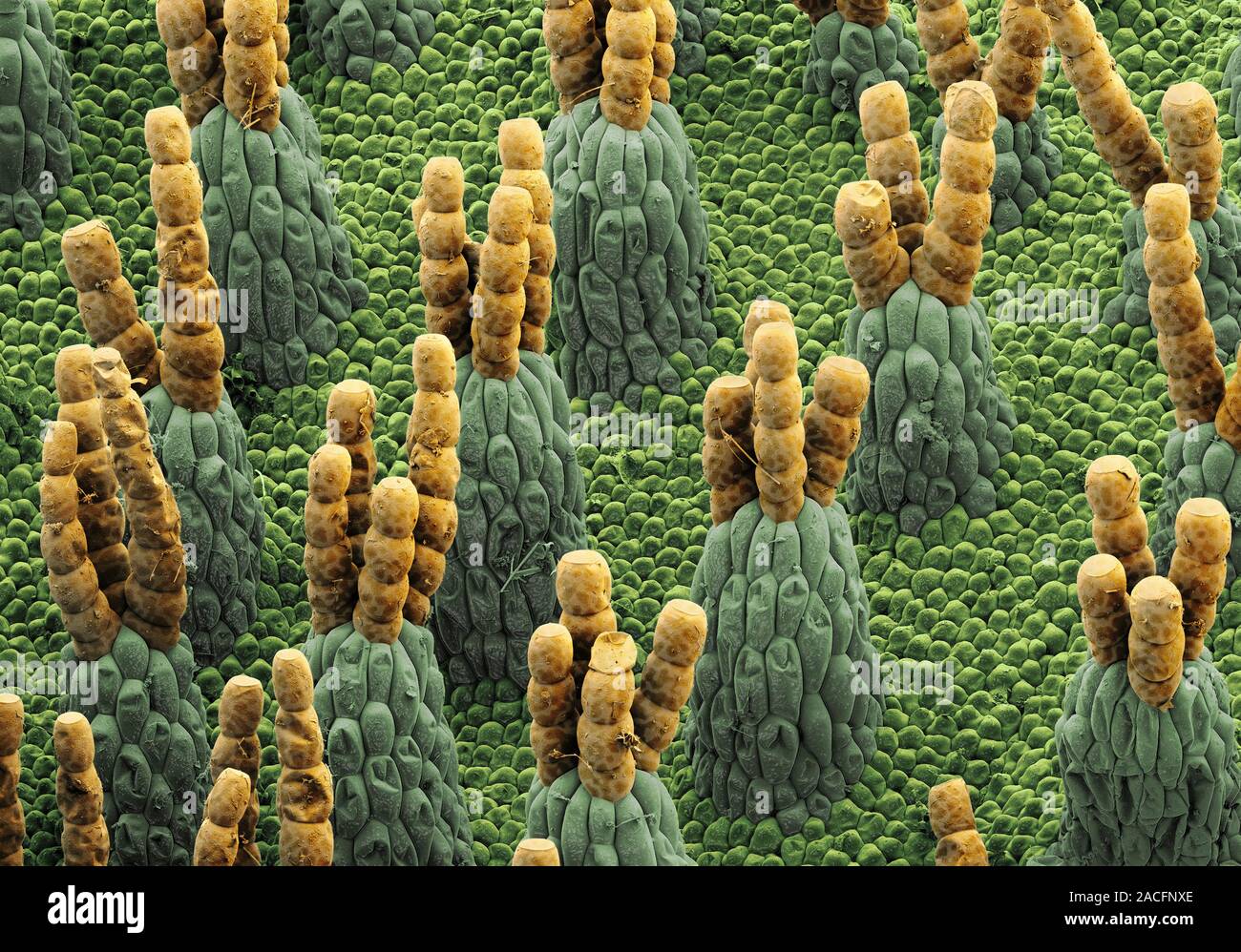Surface of a water fern (Azolla sp.), coloured scanning electron ...