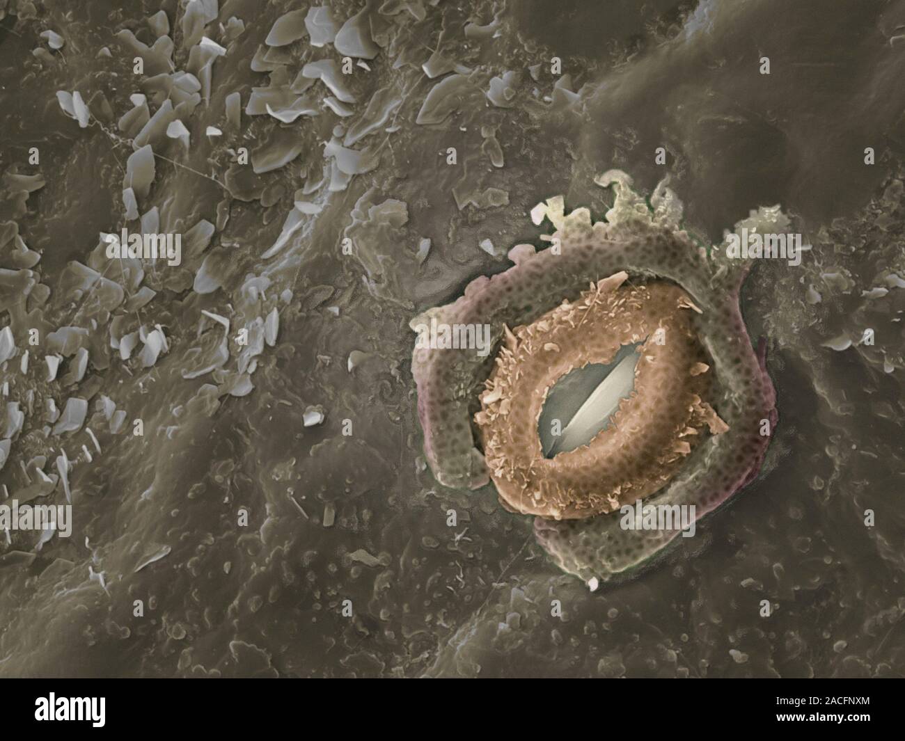 Leaf pore. Coloured scanning electron micrograph (SEM) of a closed ...