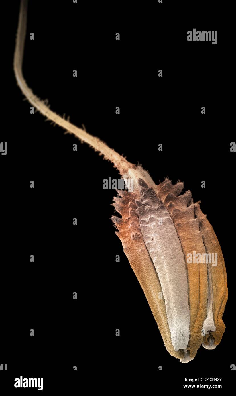 Composite (family Compositae/Asteraceae) flower seed, coloured scanning ...