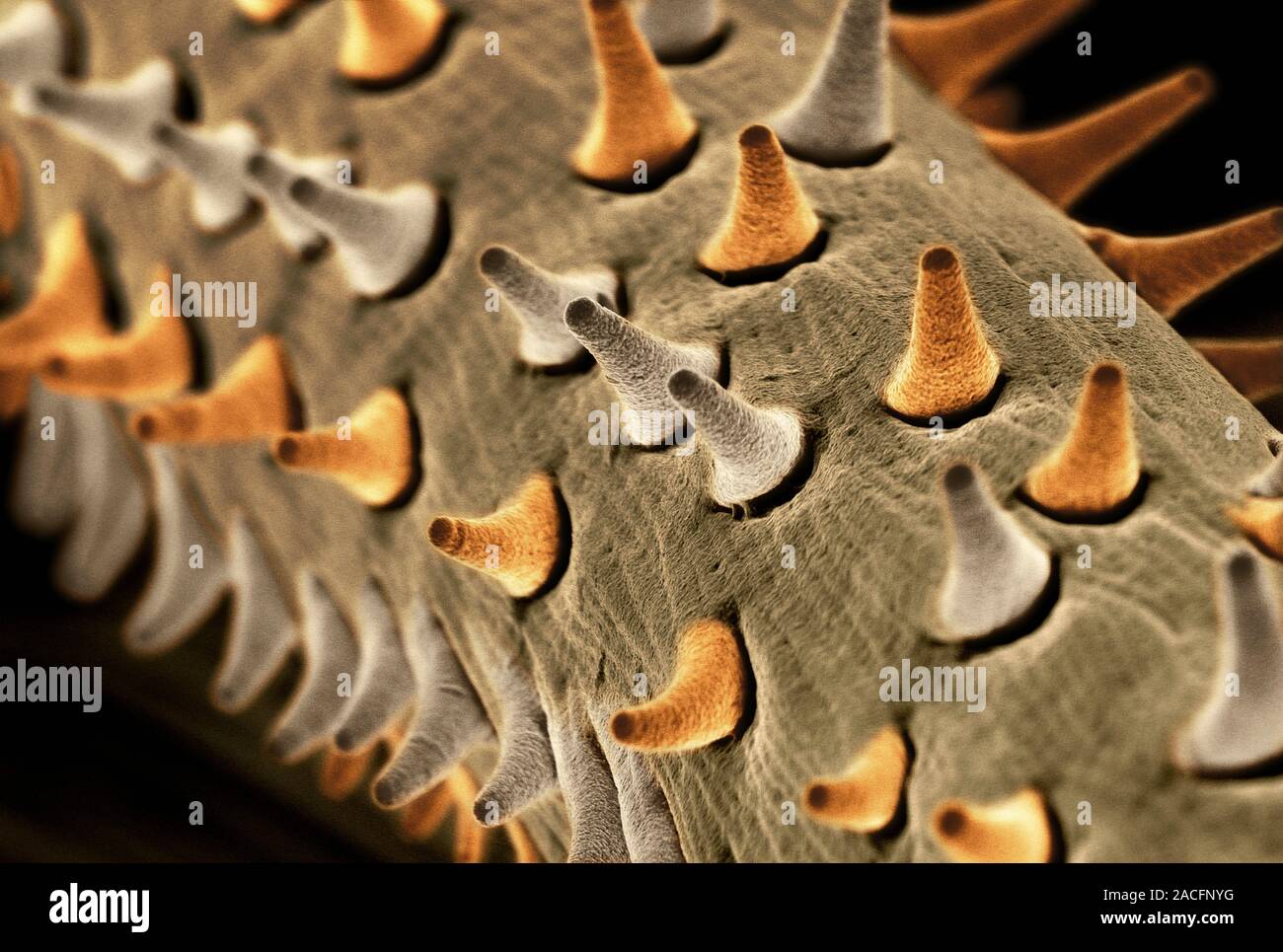 Spider hair. Coloured scanning electron micrograph (SEM) of a hair from ...