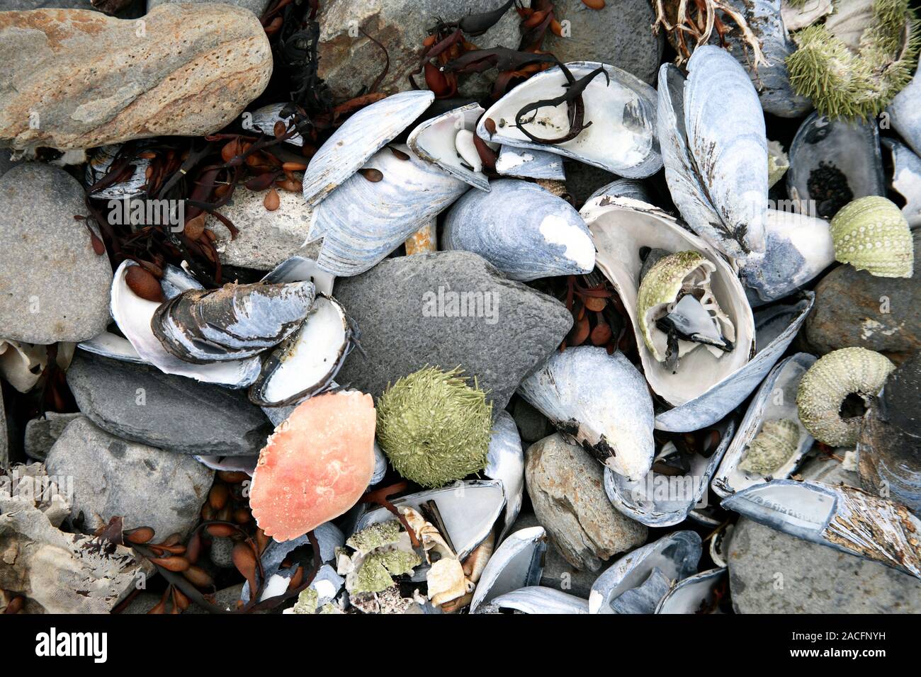 Shells and pebbles on a beach. Various bivalve mollusc shells (blue ...