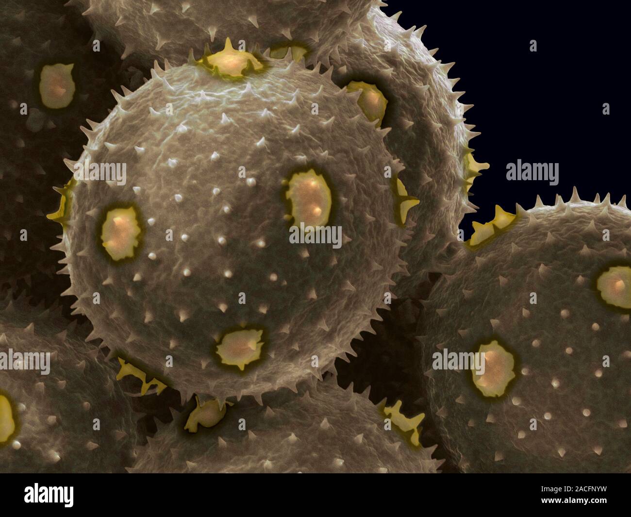 Pumpkin (Cucurbita pepo) pollen grains, scanning electron micrograph ...