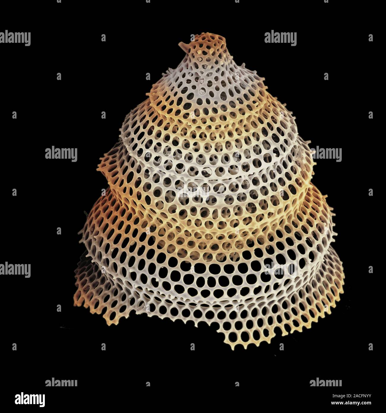 Radiolarian. Coloured scanning electron micrograph (SEM) of the shell ...