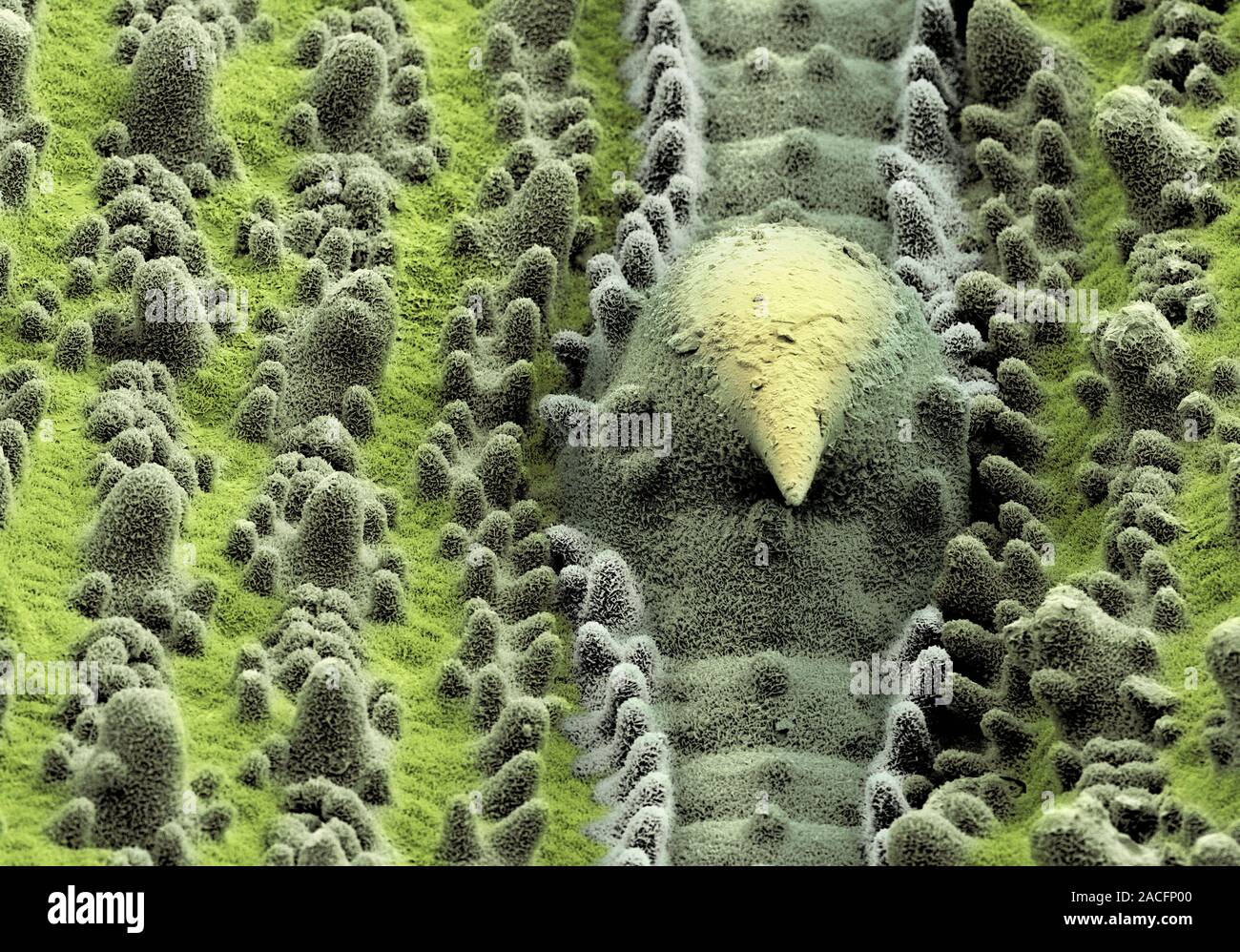 Leaf surface. Coloured scanning electron micrograph (SEM) of the varied ...