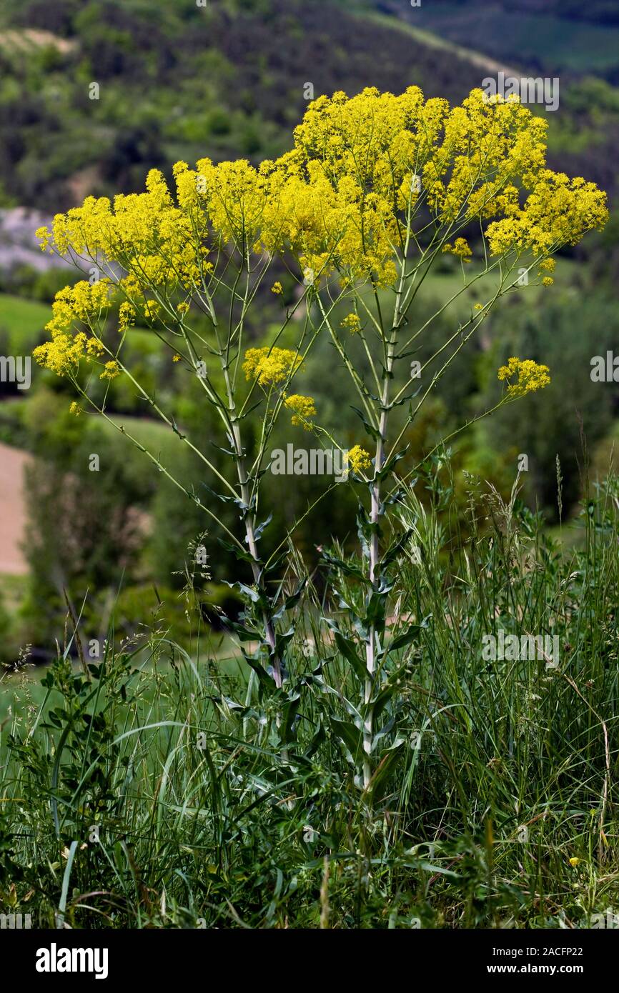 Woad (Isatis tinctoria) in flower on the roadside in France. This plant ...
