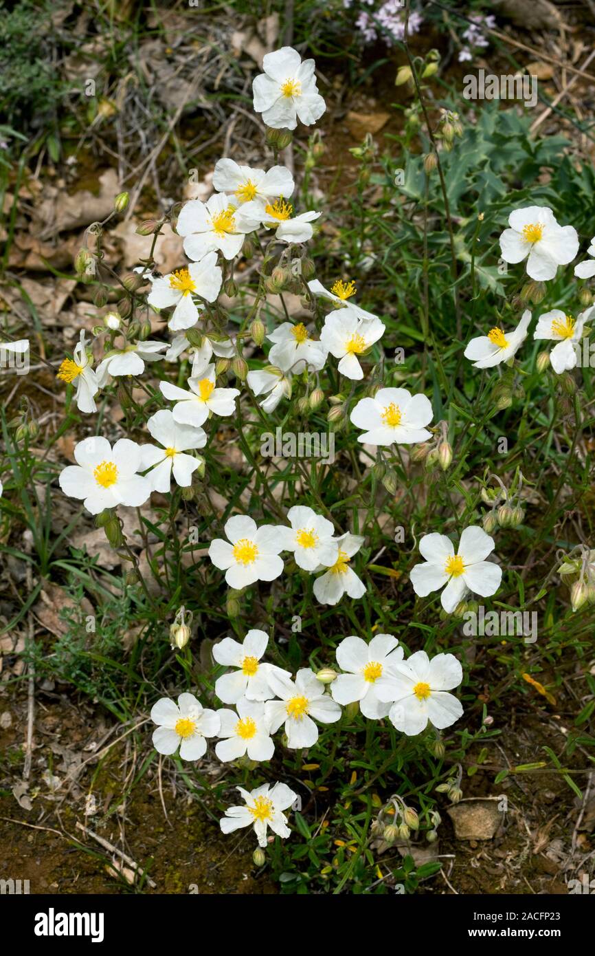 White Rock-rose (Helianthemum apenninum) in flower. Photographed ...