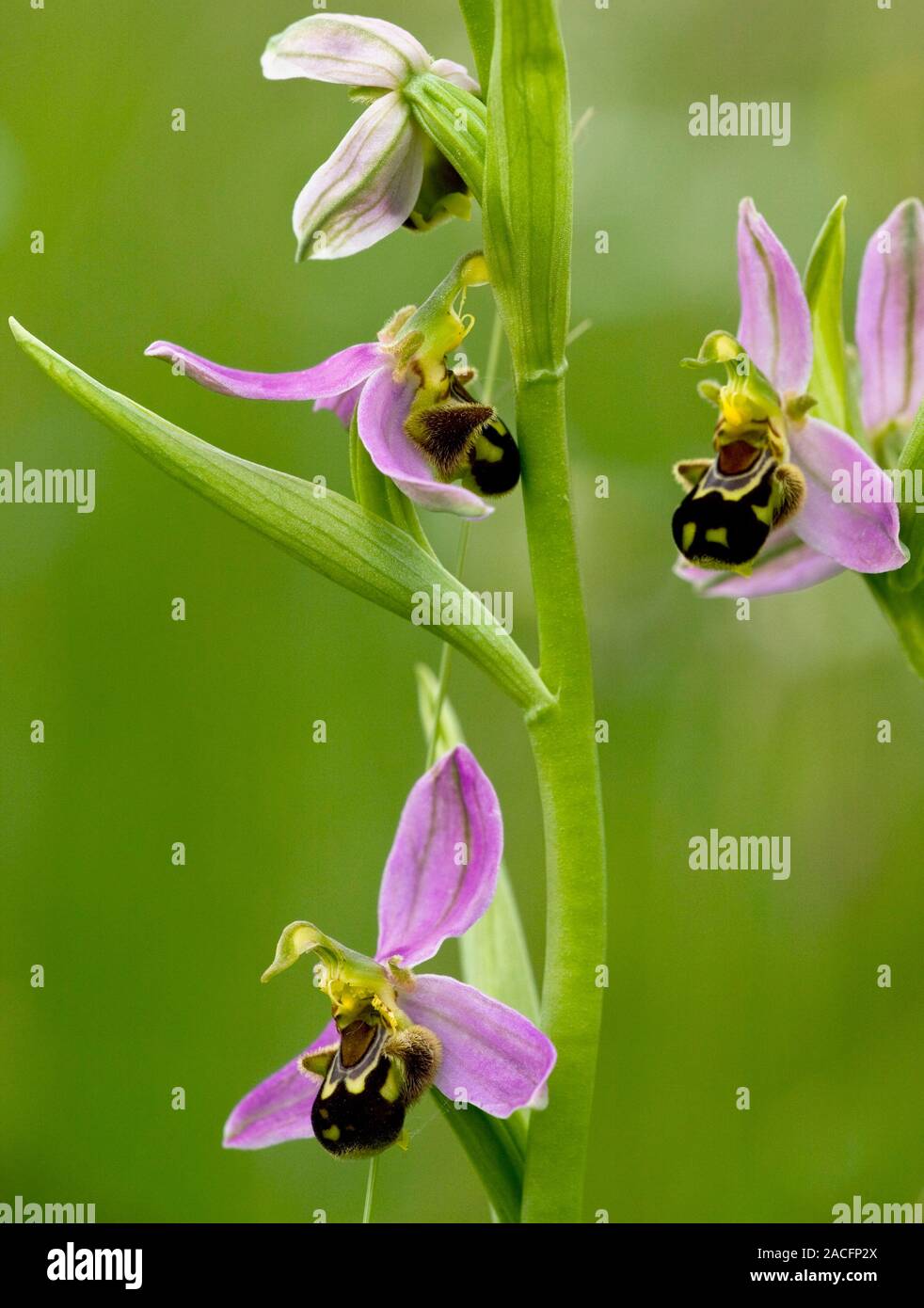 Bee Orchid (Ophrys apifera) in flower and showing the self-pollination ...