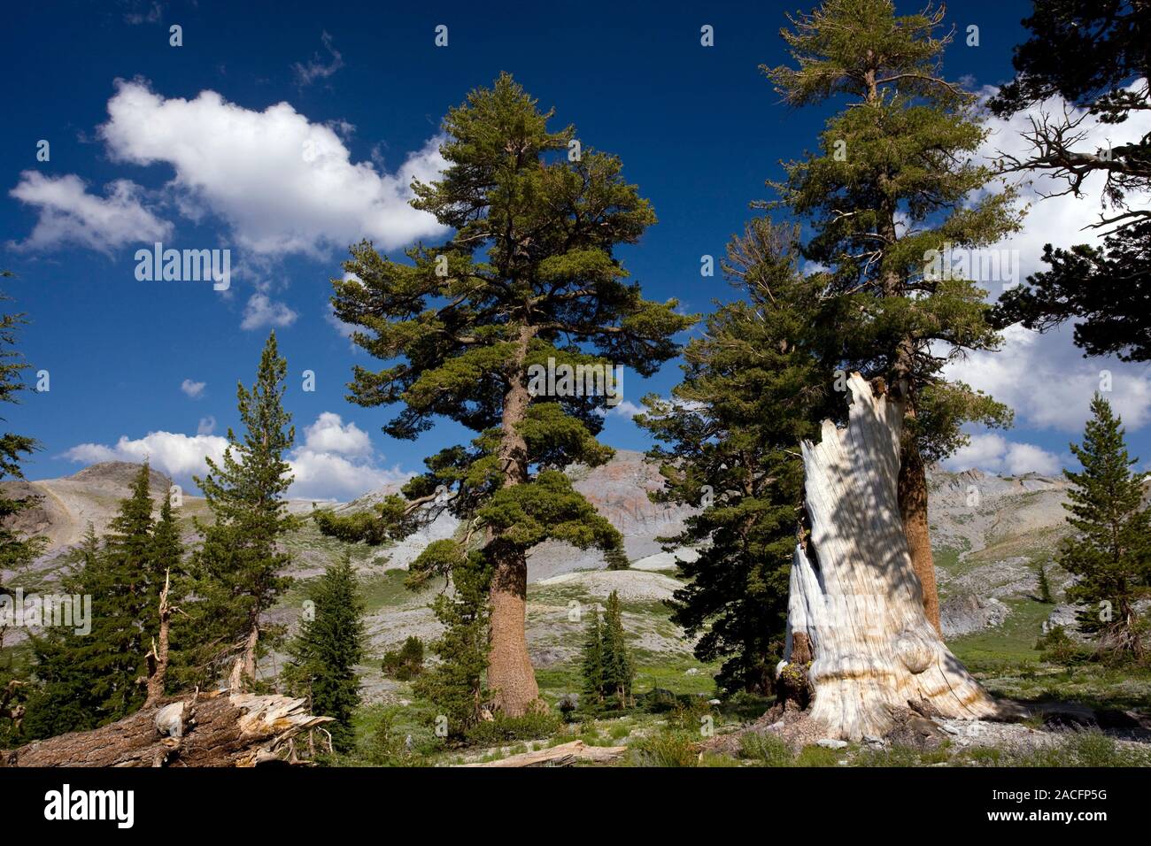 Western white pine (Pinus monticola) trees on a mountainside ...