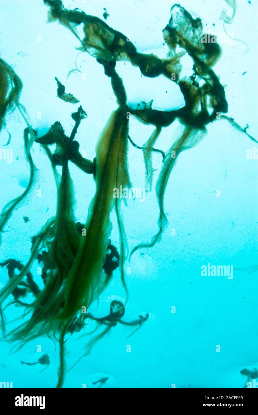 Algae (Melosira arctica) growing on ice. Ice algae growing on the ...