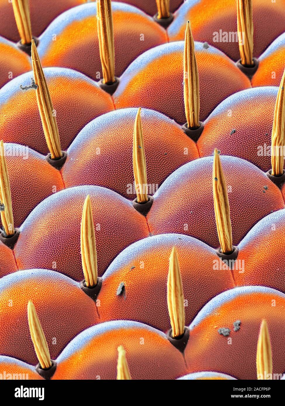 Fruit fly compound eye. Coloured scanning electron micrograph (SEM) of ...
