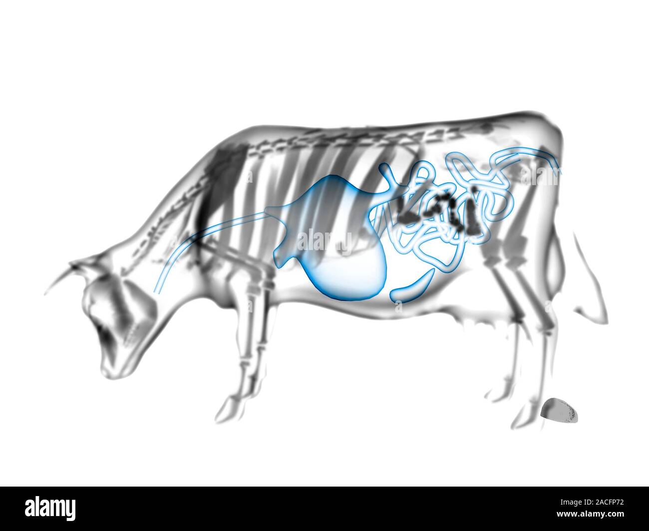 Bovine digestion, X-ray artwork. The digestive system of the cow (Bos ...